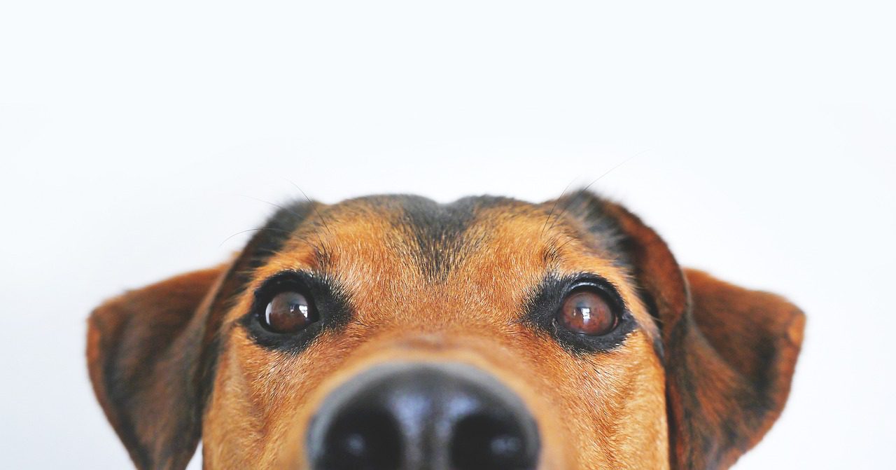 Beagles and Children - Dog Features