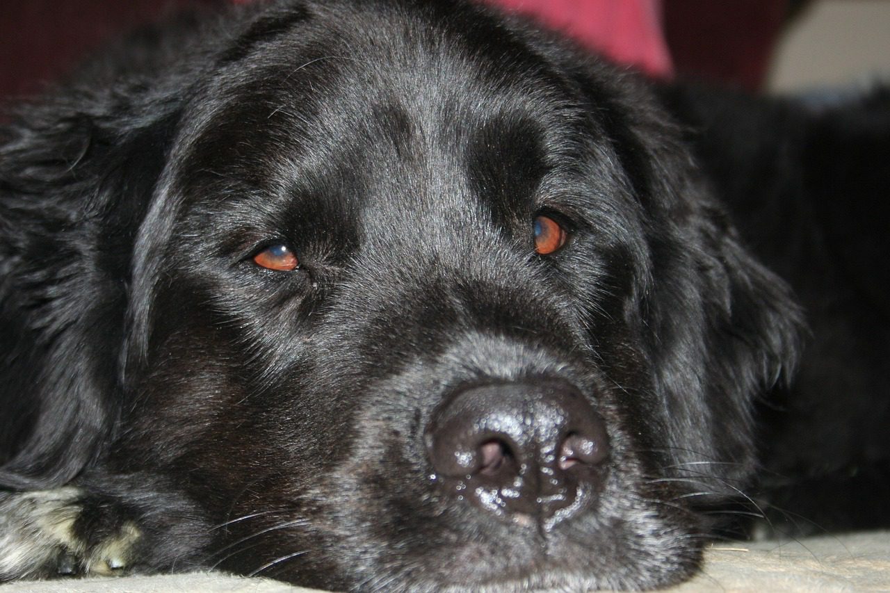 Newfoundland Dogs - Dog Features
