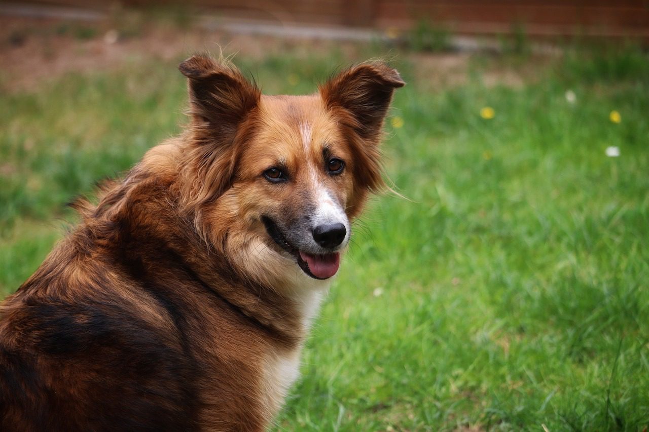 Belgian Herding Dog - Dog Features
